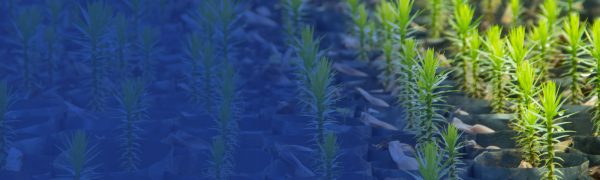 commercial-growing-trees-shrubs-2000x600 • Tyler • Fertilizers and ...