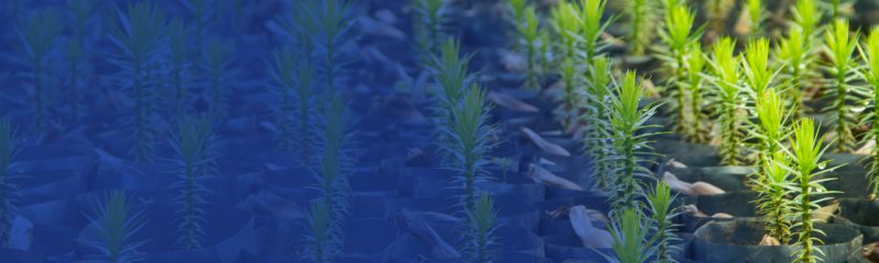 commercial-growing-trees-shrubs-2000x600 • Tyler • Fertilizers and ...